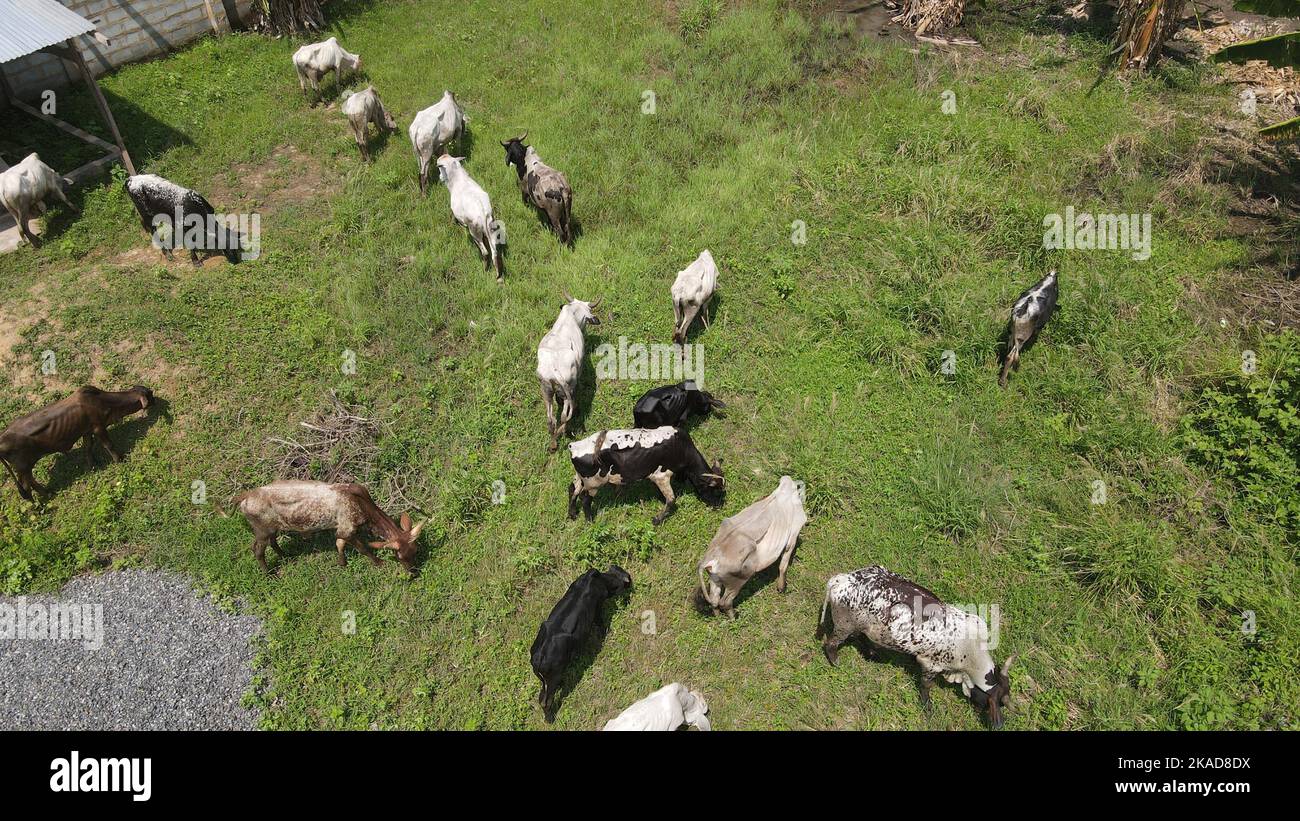 Rural cows and goats hi-res stock photography and images - Alamy