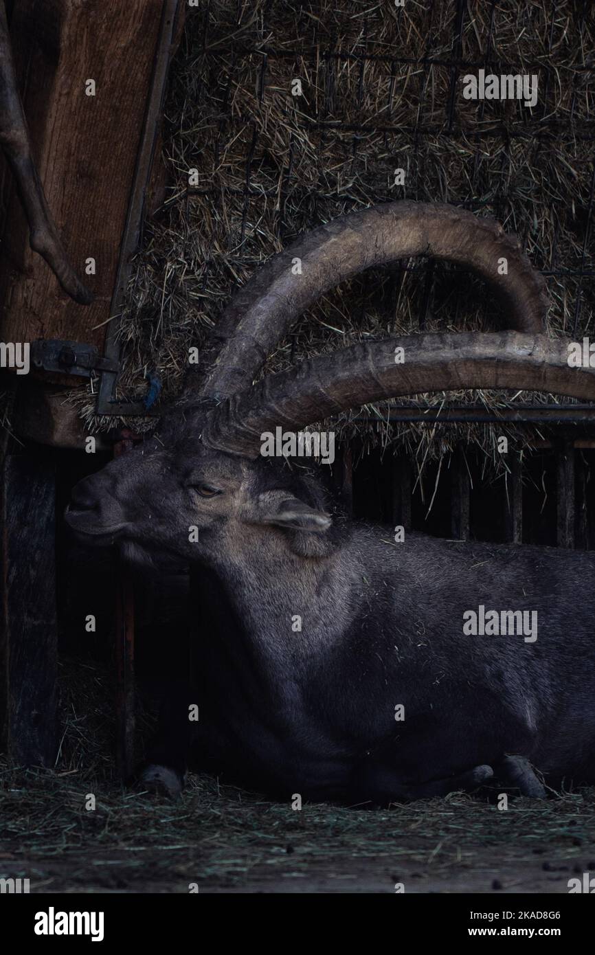 A vertical closeup of a mountain goat with huge horns, lying in a barn ...