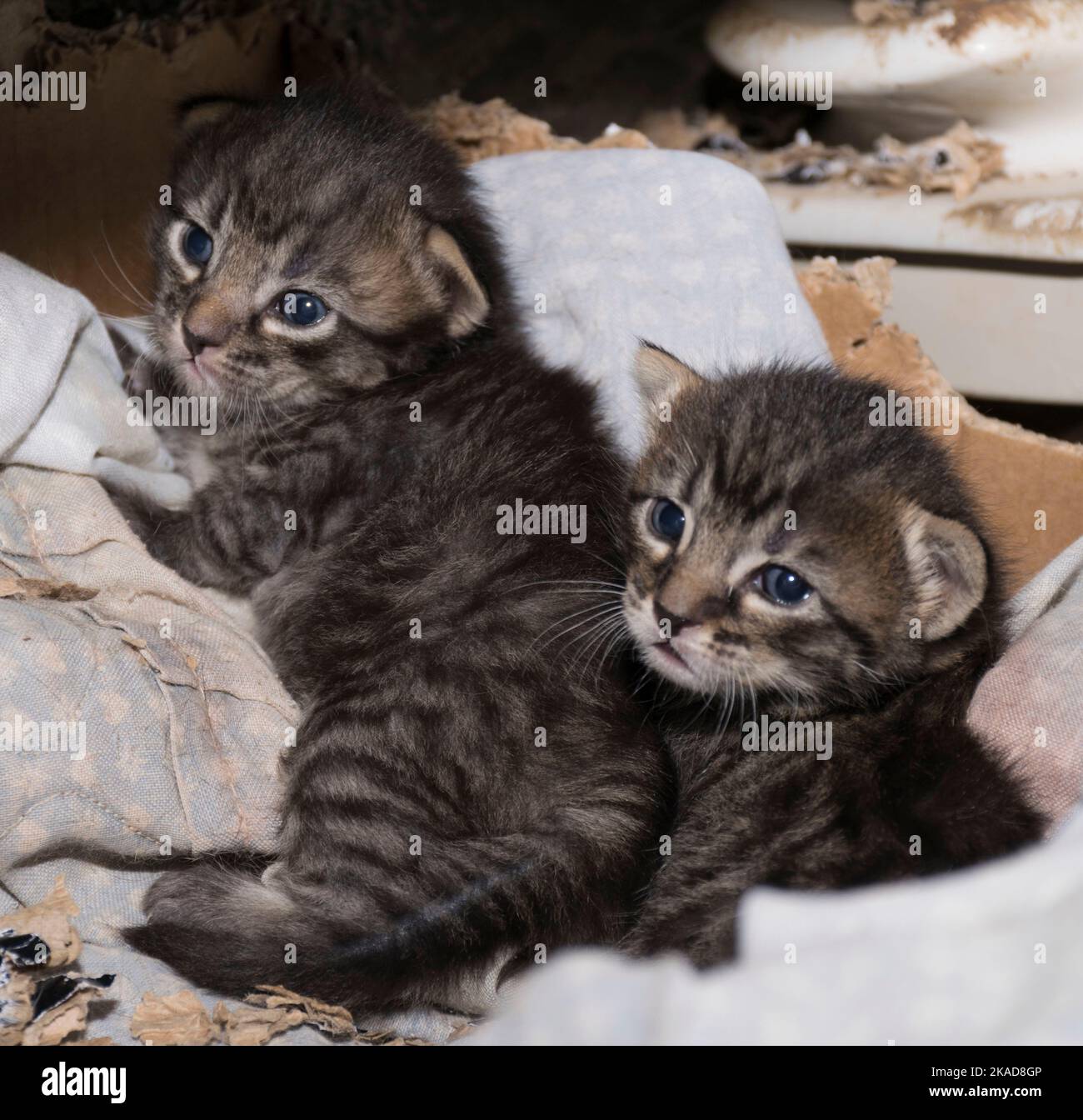 Two cute and fluffy kittens lying together on pillows Stock Photo - Alamy