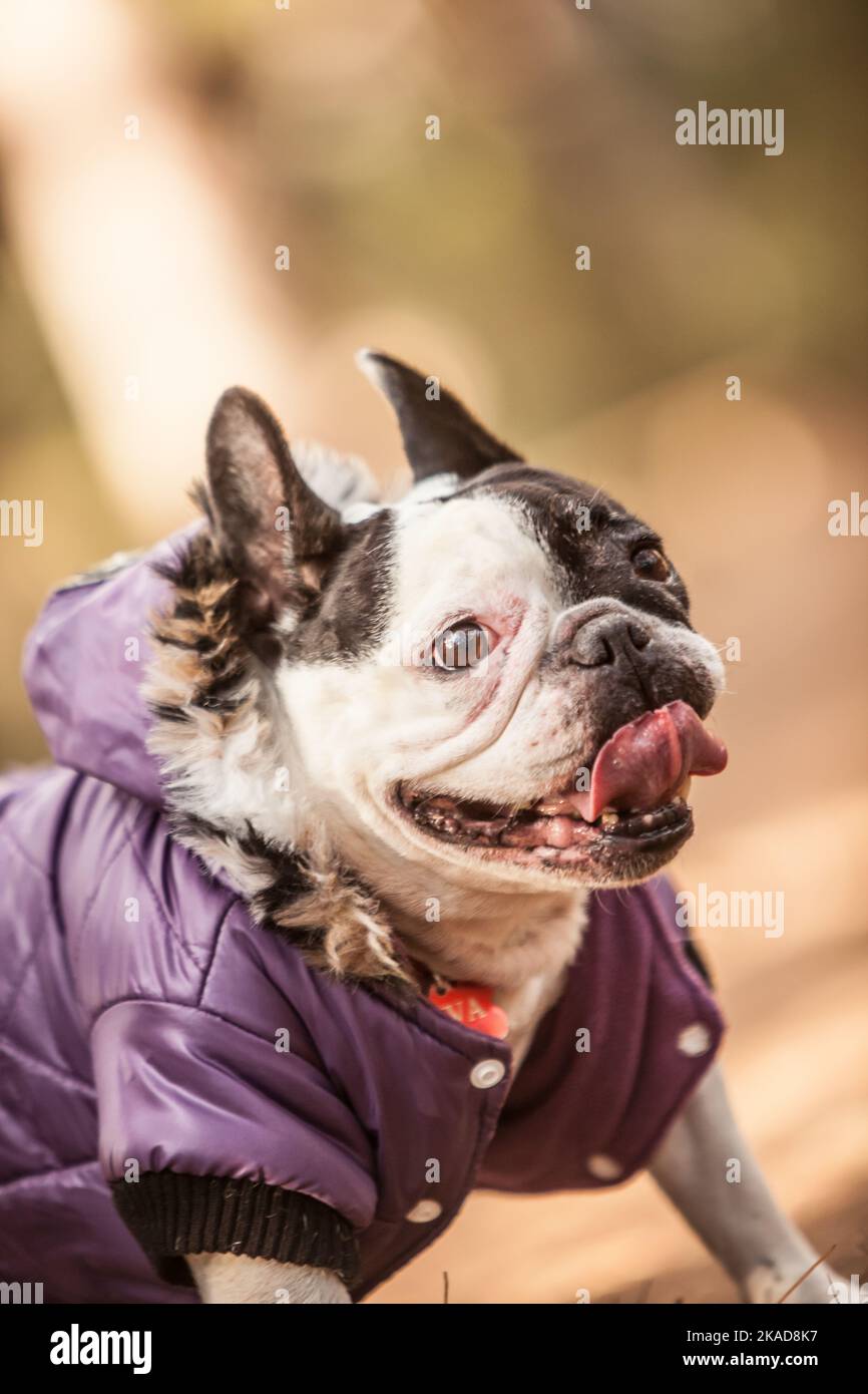lovely French bulldog play and pose in the forest Stock Photo - Alamy