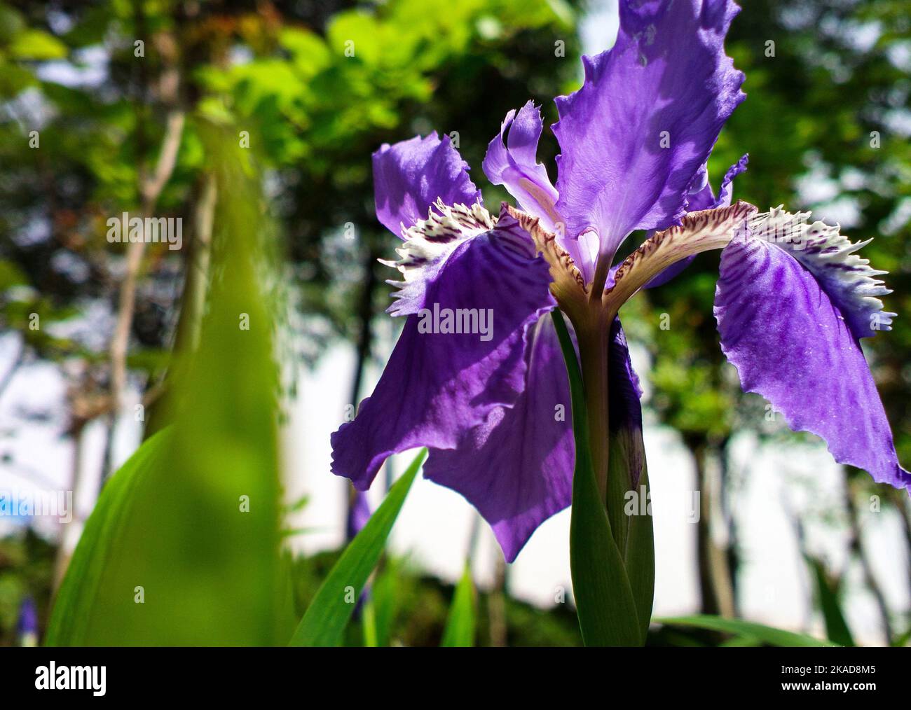 A low angle shot of an Iris tectorum flower growing in a field Stock Photo - Alamy