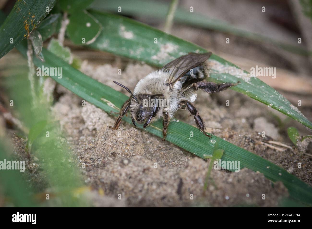 A macro shot of the ashy mining bee, Andrena cineraria Stock Photo - Alamy