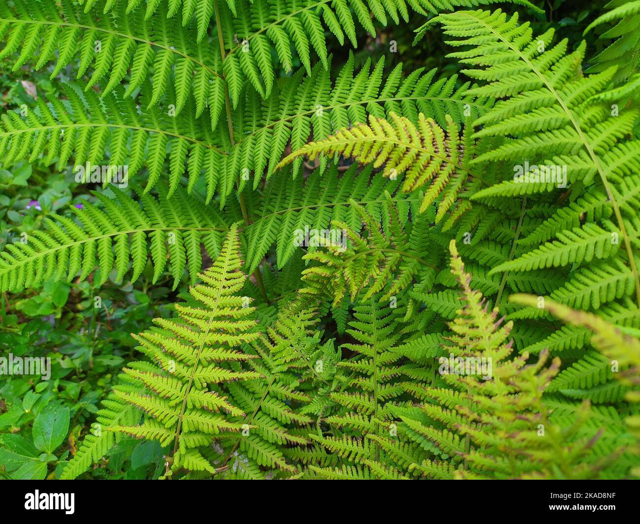 Yellow ferns hi-res stock photography and images - Alamy
