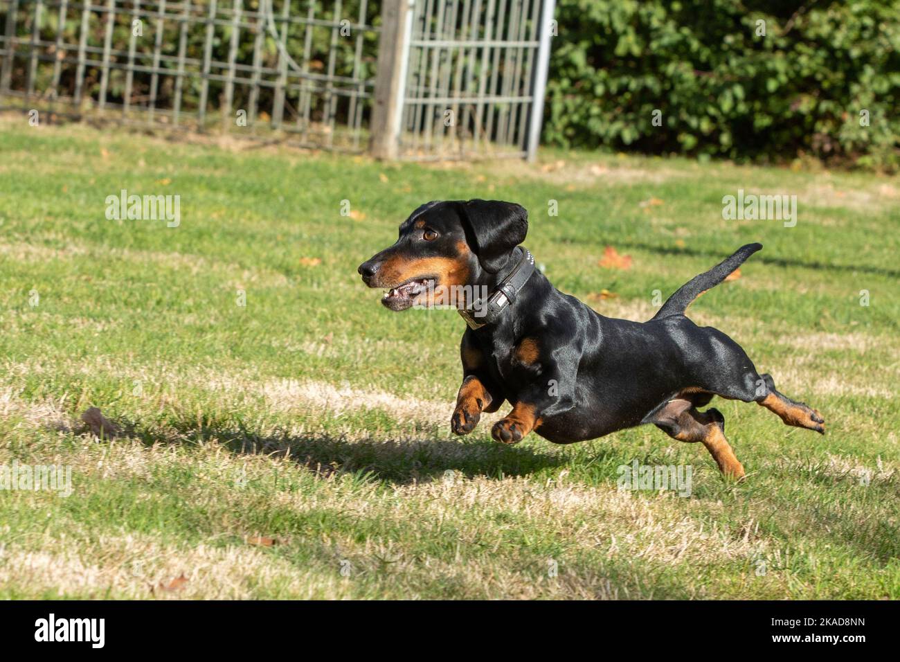 The dachshund running and jumping on the lawn Stock Photo - Alamy