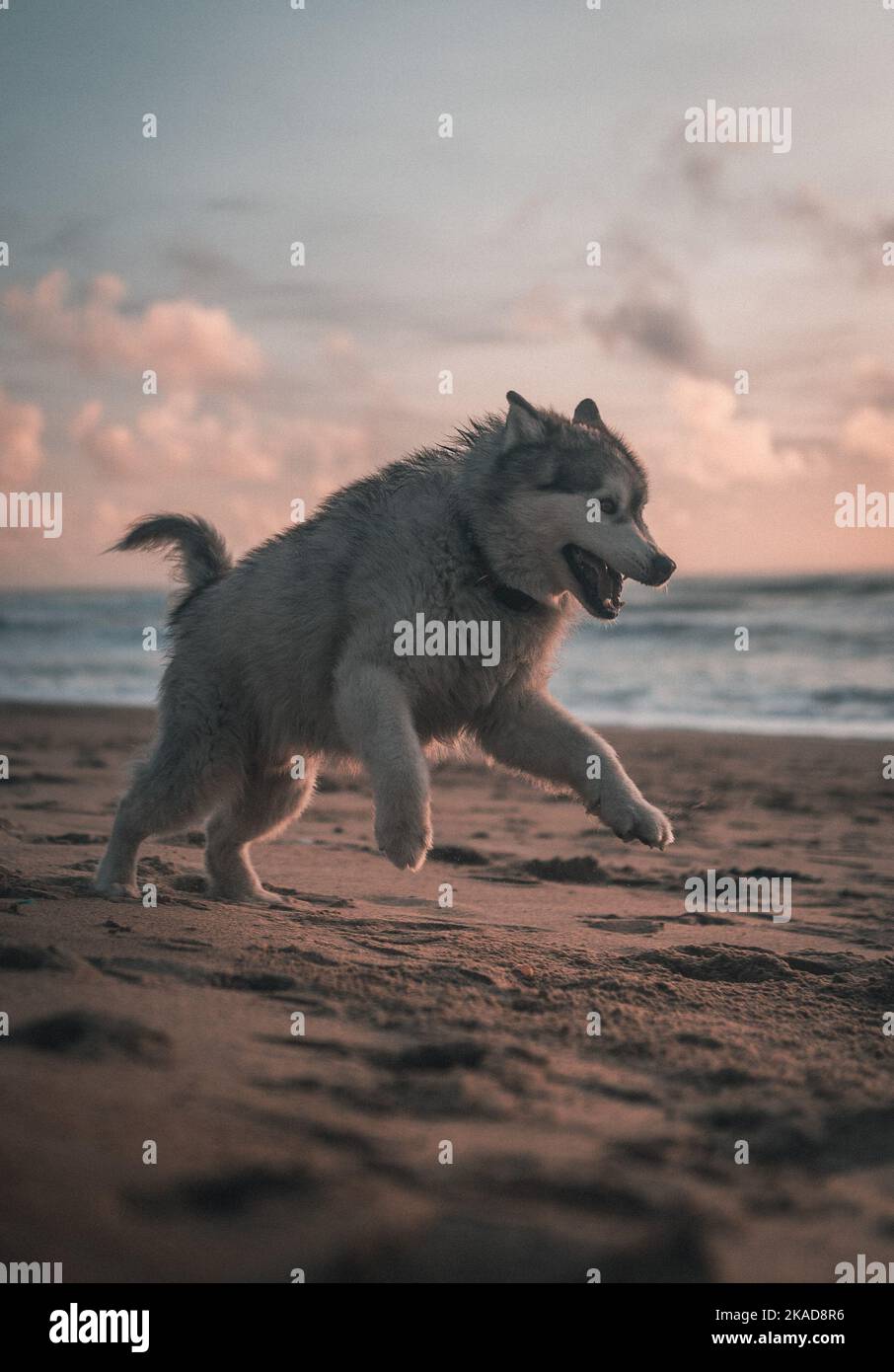 A vertical shot of an adorable Siberian Husky running and playing on ...