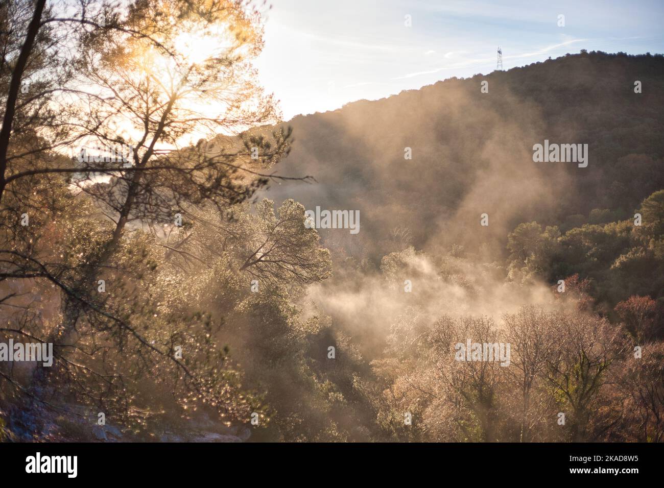 A beautiful scene of a tree with smoke sunset lights and green ...