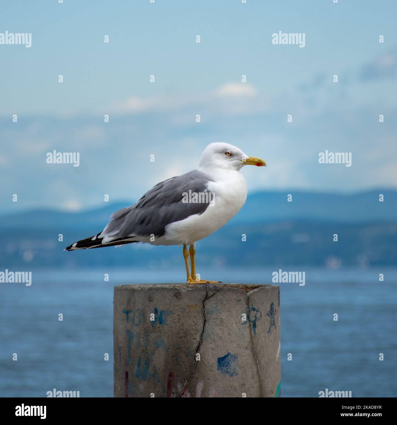 A view of a beautiful gull standing on the shore in a sea background ...