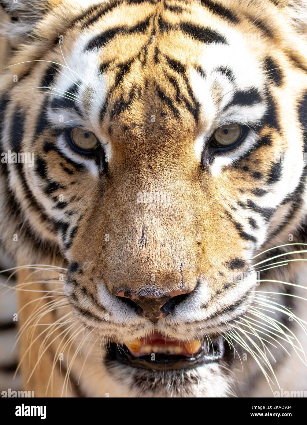 A Large Siberian Tiger cared for in a sanctuary Stock Photo - Alamy