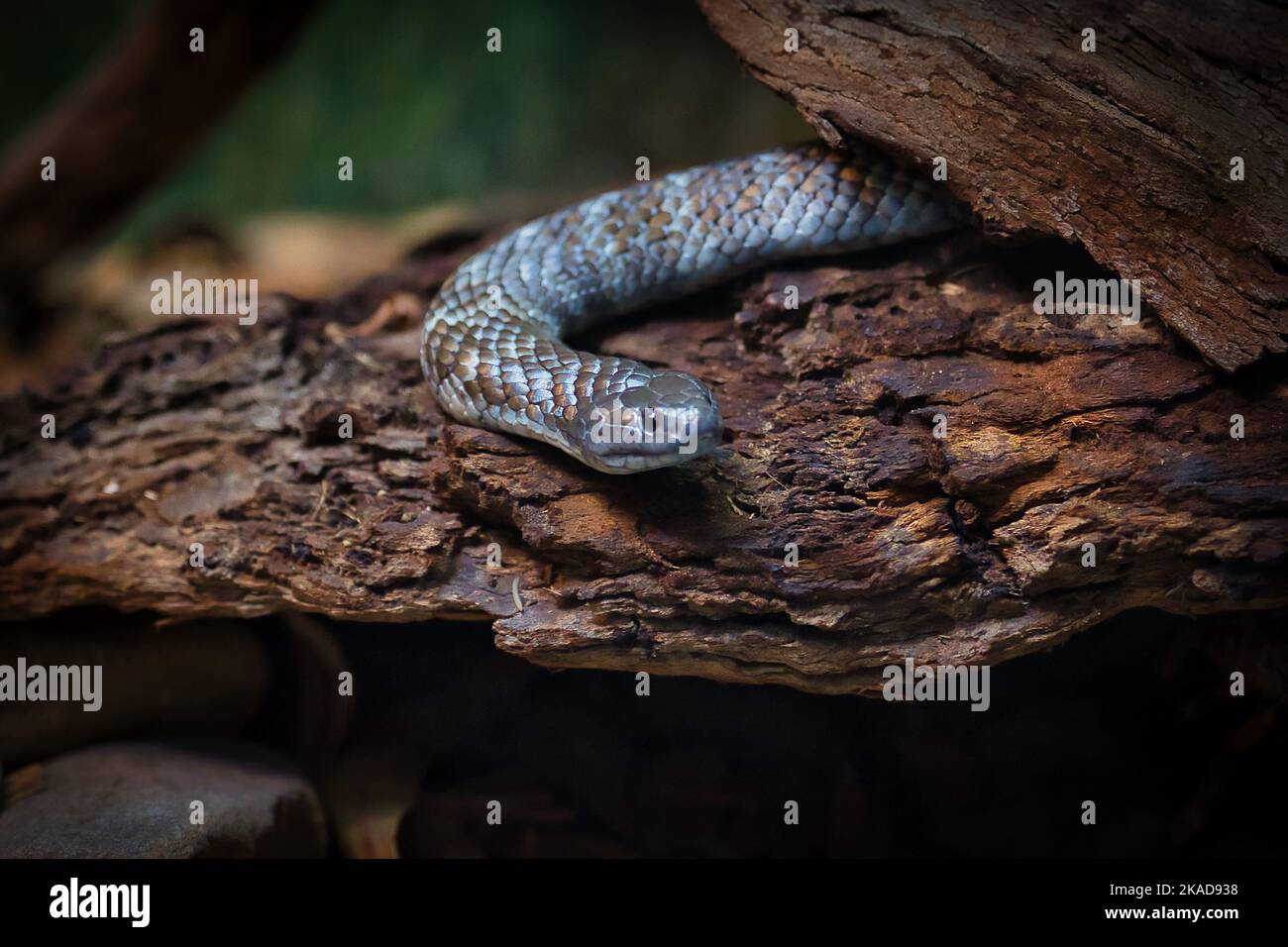 A selective of a snake on a tree Stock Photo - Alamy