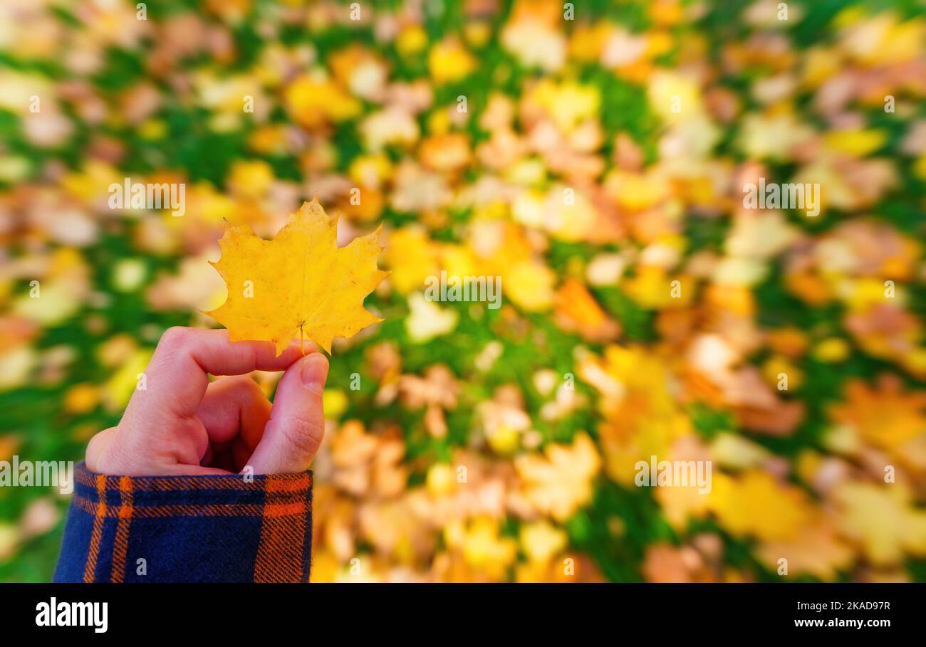 Hand holding fallen maple leaf hi-res stock photography and images - Alamy