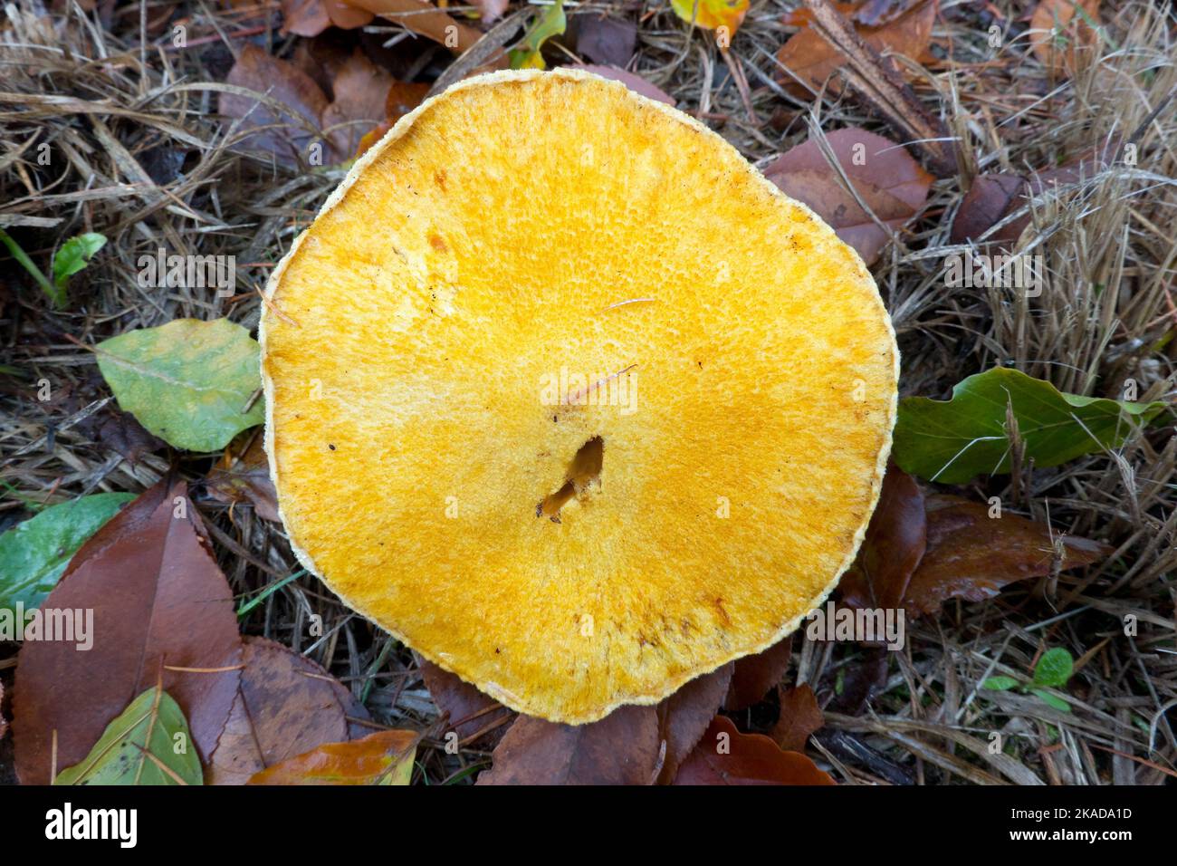 Top view of the yellow circular cap of Velvet bolete, also known as ...