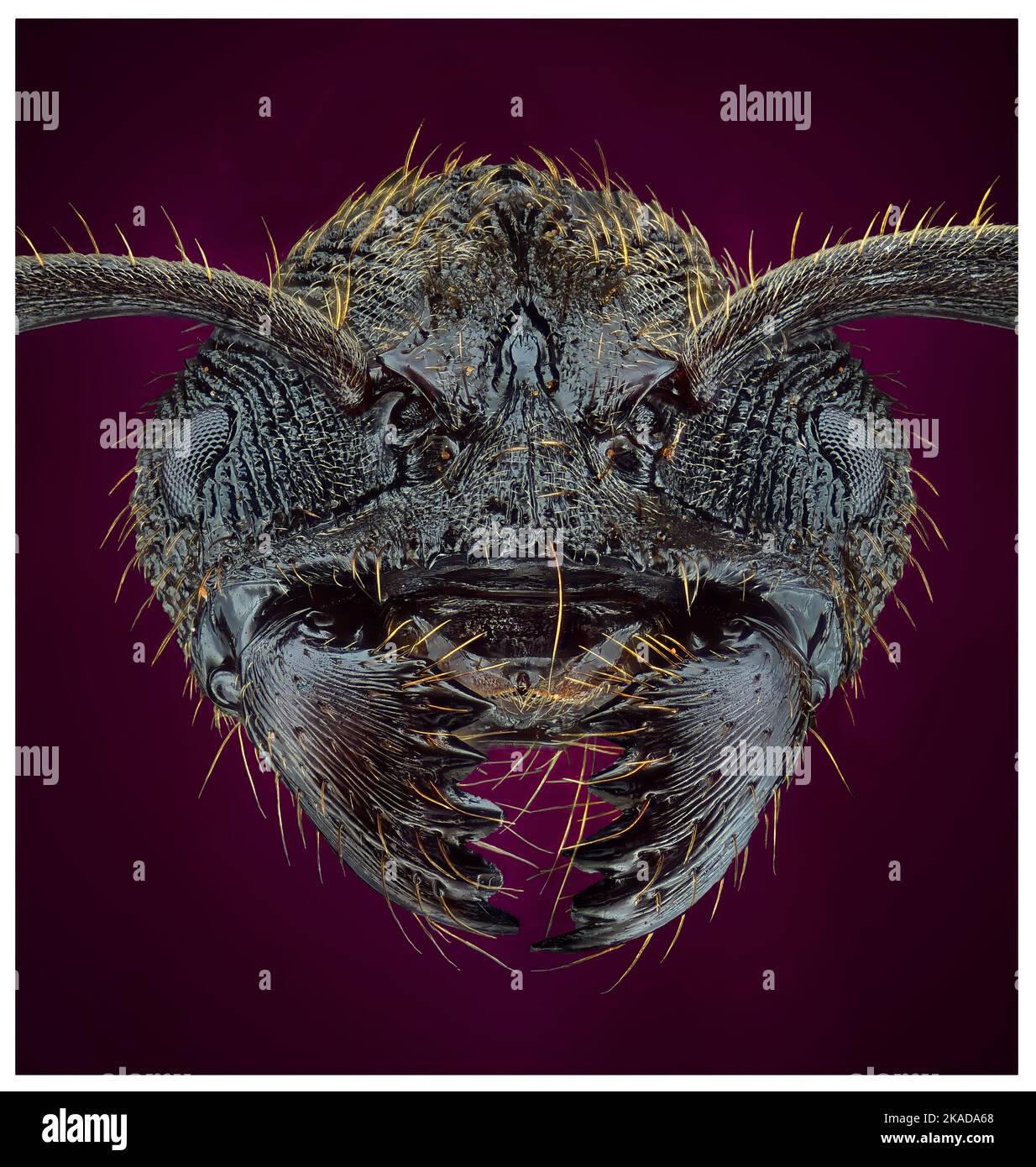 Head Detail of Tooth Ant Odontoponera SP, Arthropoda Phylum, Ponerinae ...