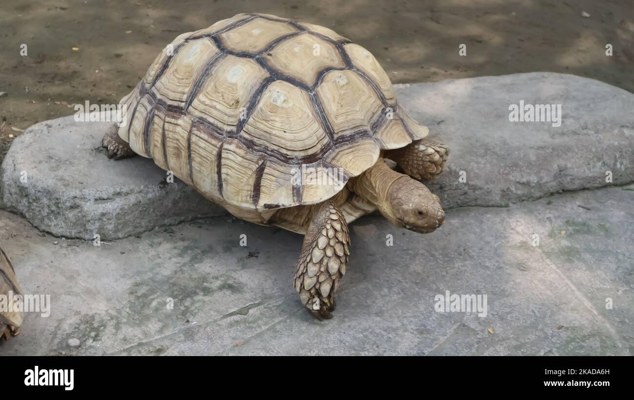 A beautiful African spurred tortoise (sulcata turtle) on a rock Stock ...