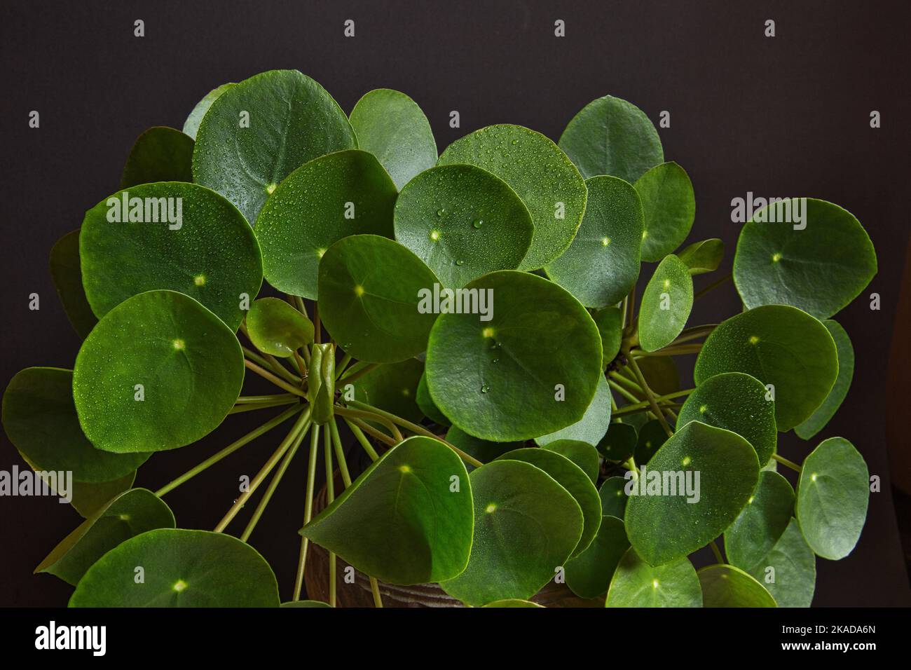 Blick auf die Blaetter des Chinesischen Geldbaums Pilea peperomioides ...