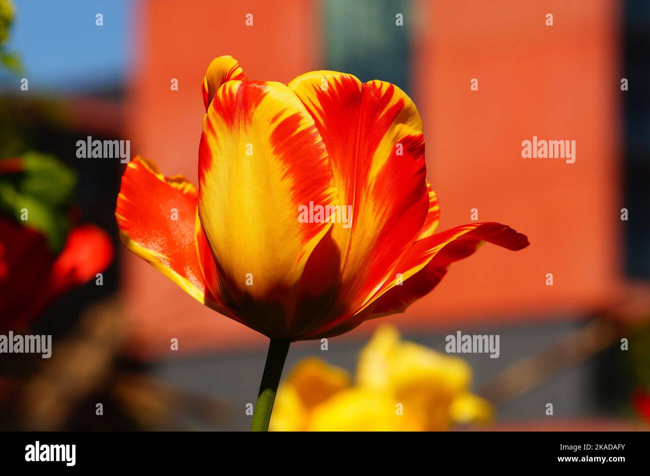Flower of a yellow-red flamed tulip in the sunlight with a colourful ...