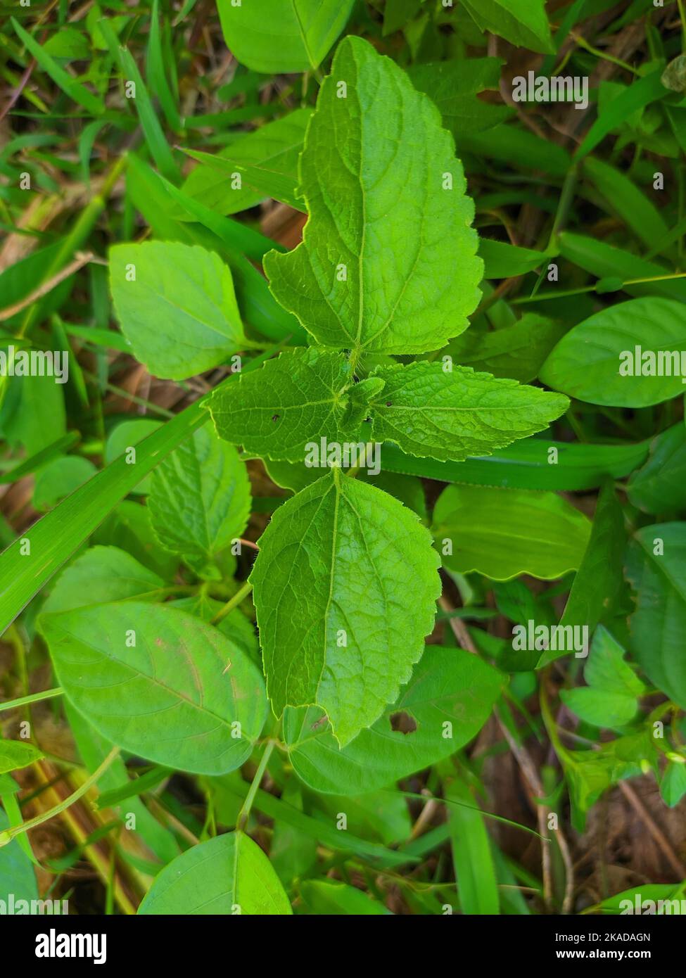 A vertical top view of fresh green leaves of the plants in the garden ...