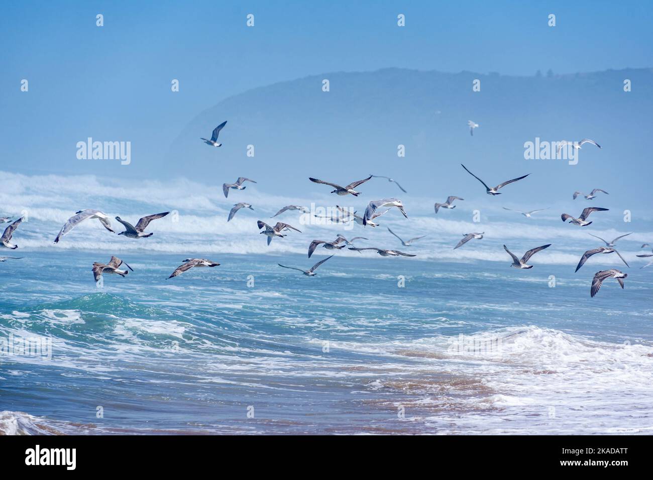 Bird in flight sea sky hi-res stock photography and images - Alamy