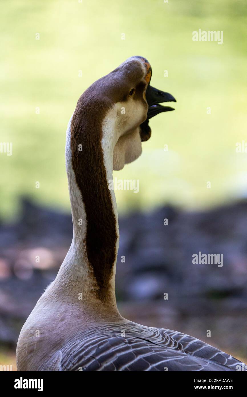 African goose species hi-res stock photography and images - Alamy