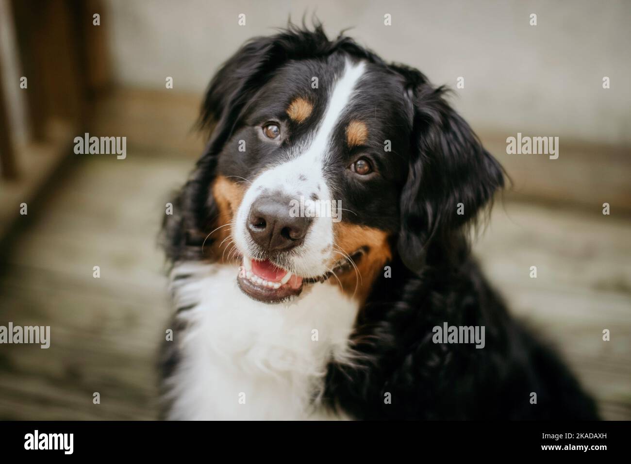 A closeup shot of a Bernese Mountain Dog looking at the camera against ...