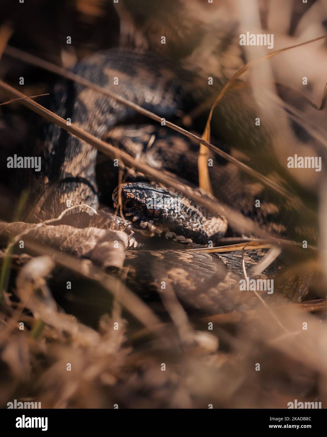 Ground snake python hi-res stock photography and images - Alamy