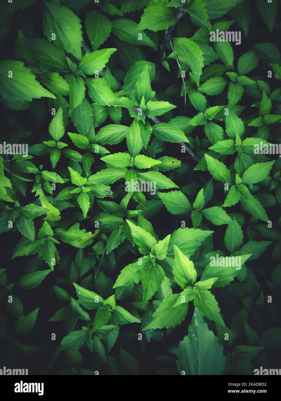 A vertical shot of fresh green leaves with a slightly dark vignette ...
