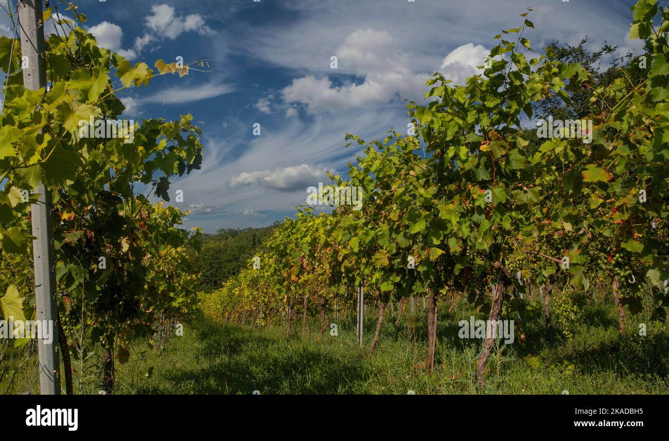 Vineyards, vine and clouds on sky, greenery landscape background Stock ...