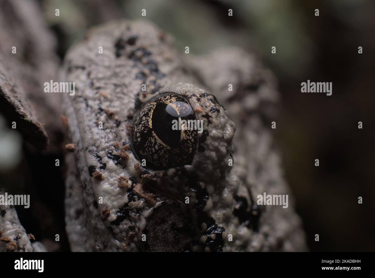 A closeup of a Cope's gray tree frog on a silver maple tree Stock Photo ...
