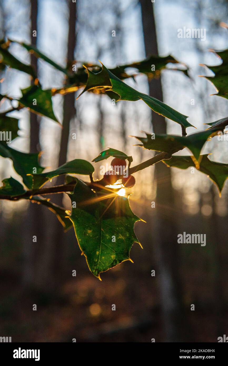 A vertical closeup shot of sun rays shining on plants in a forest Stock ...