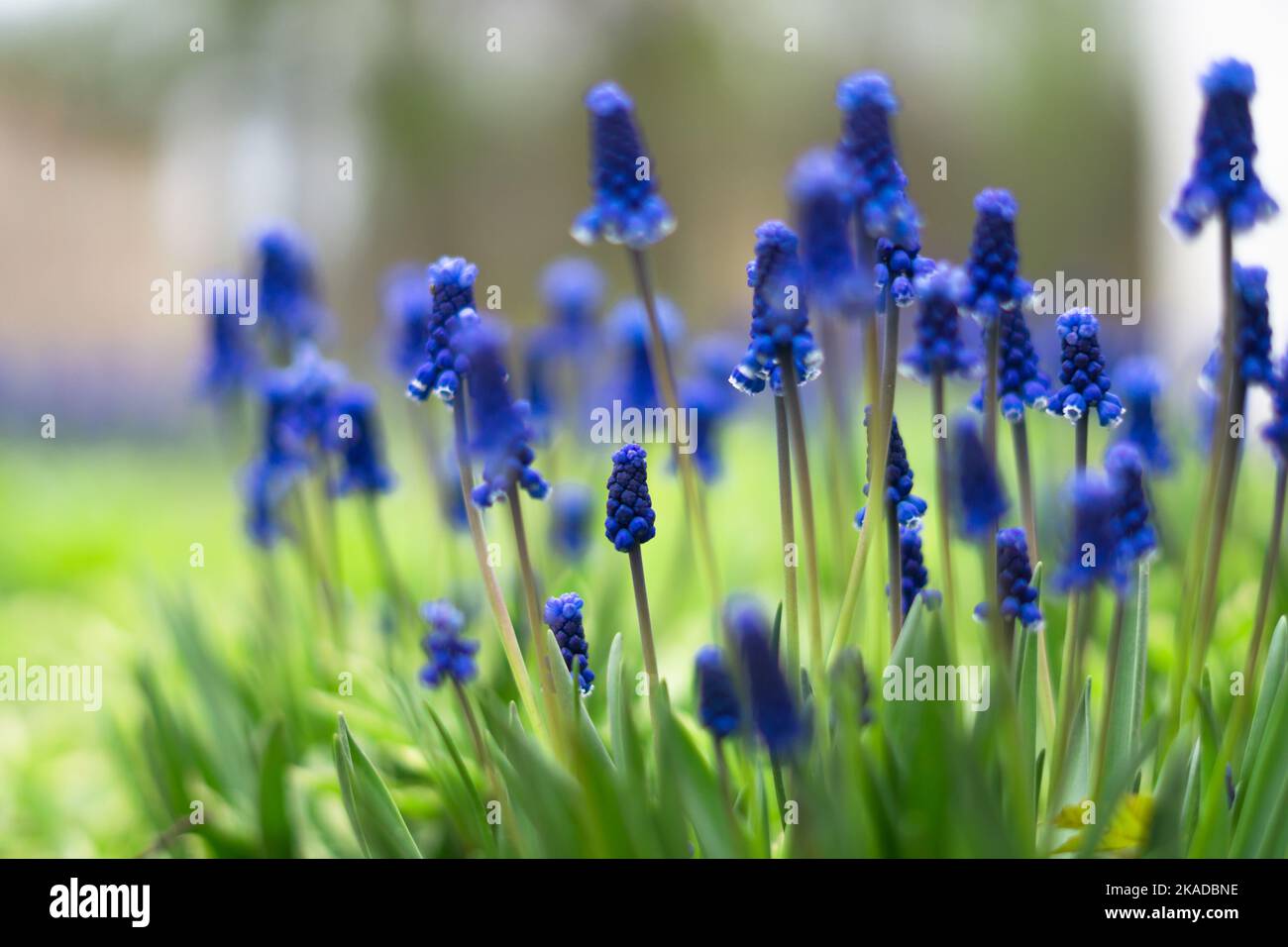 A close up flowers in the garden Stock Photo - Alamy