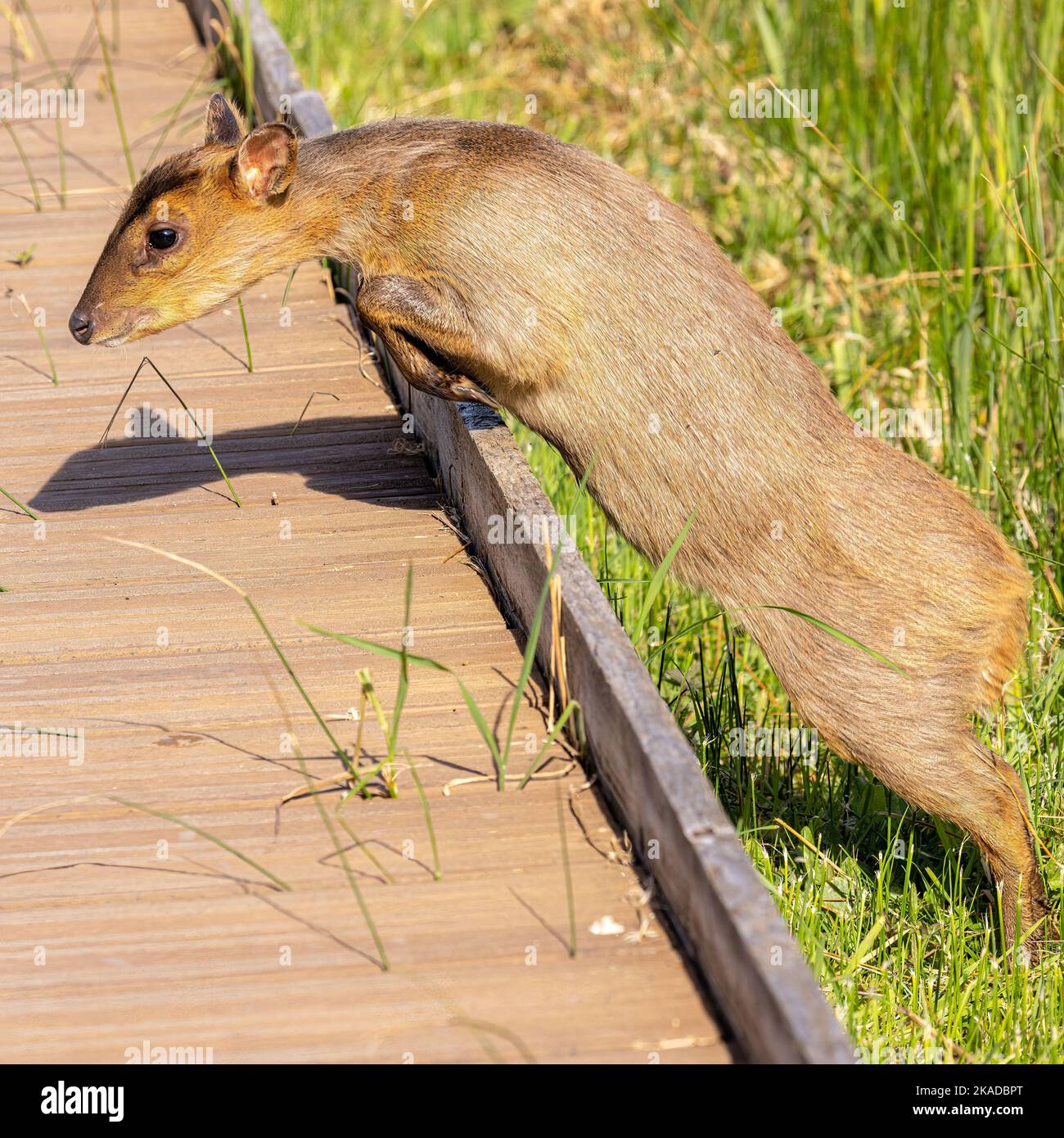 Reevess muntjacs hi-res stock photography and images - Alamy