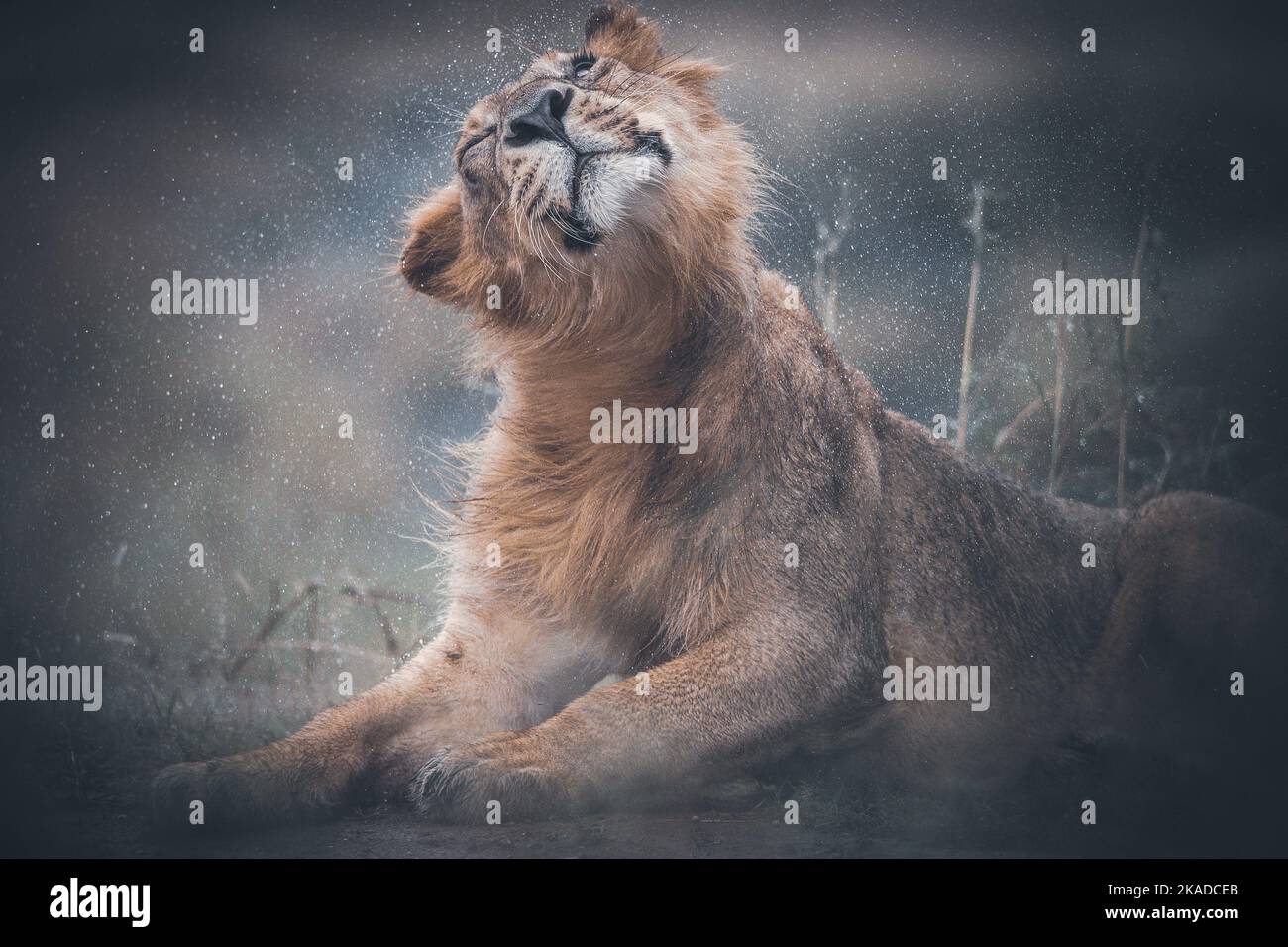 Shaking the rain from his mane. India: THESE COMICAL images show lions ...