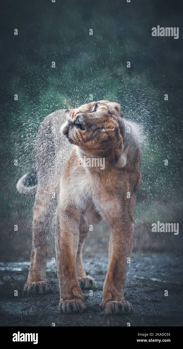 A lioness drying herself in the rain. India: THESE COMICAL images show ...