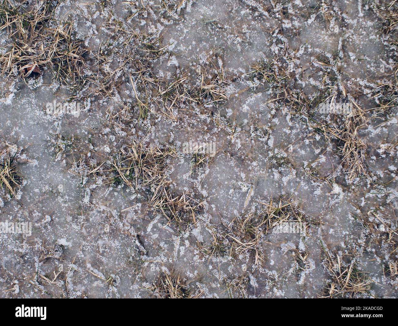 Grass covered by translucent ice and snow Stock Photo - Alamy