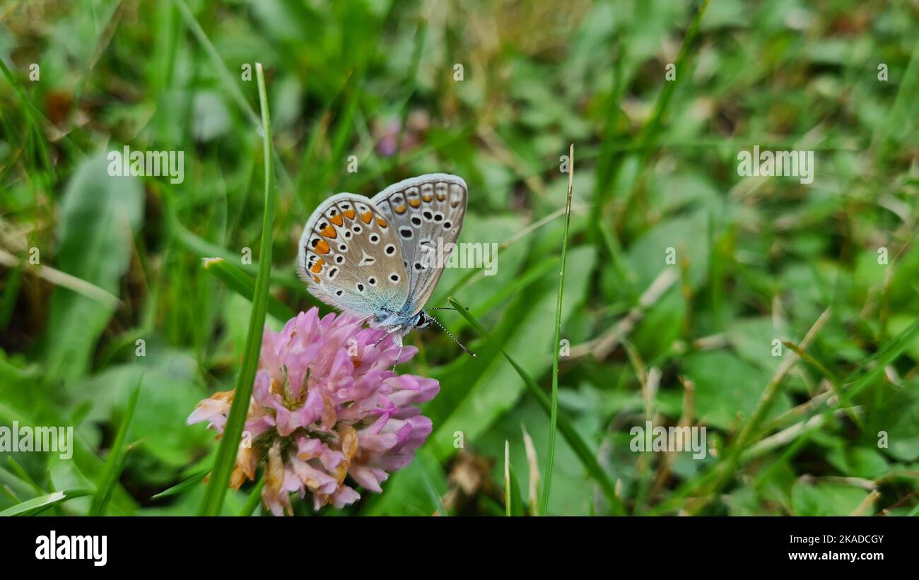Blue copper butterfly hi-res stock photography and images - Alamy