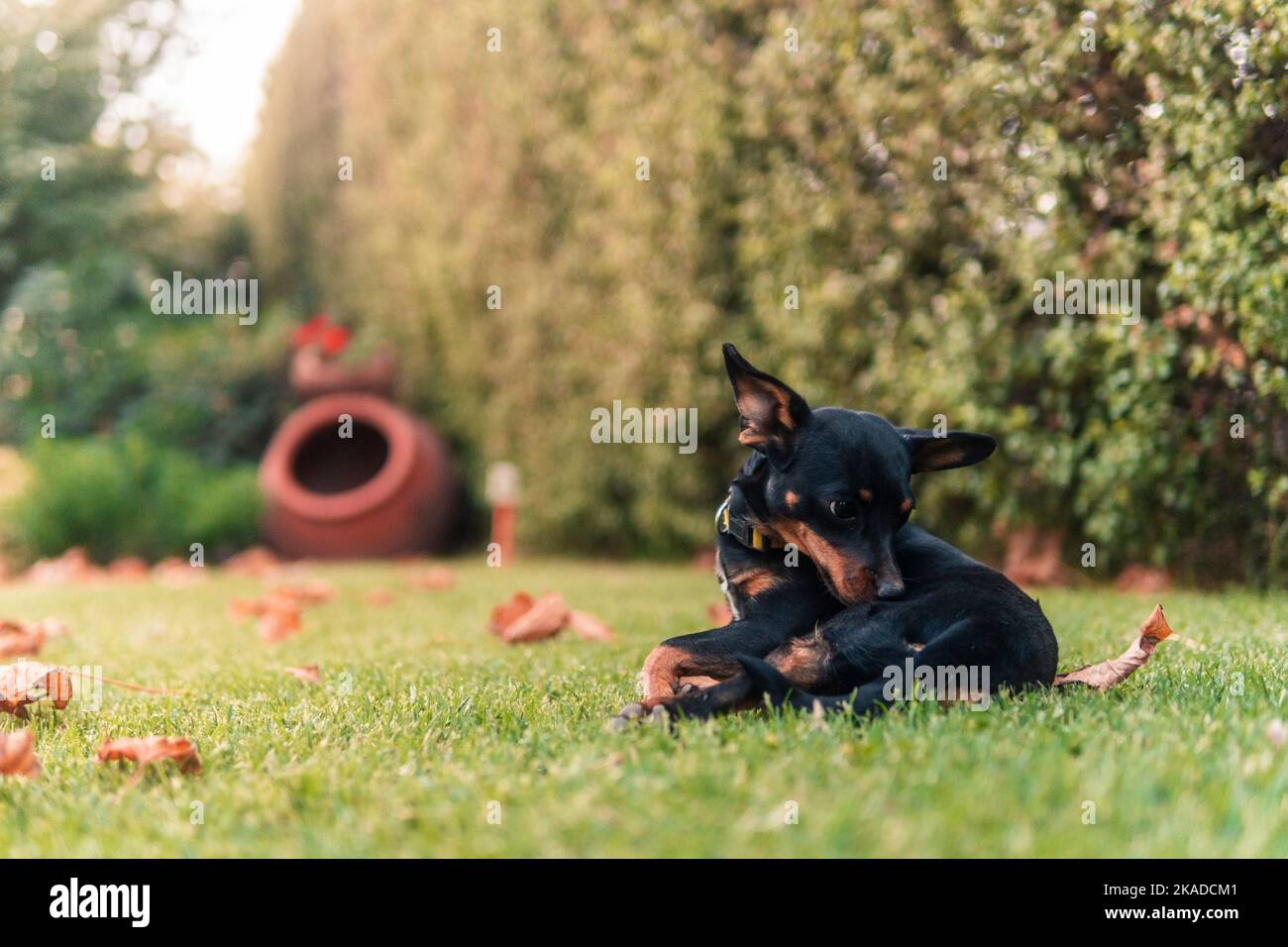 A soft focus of a Prague ratter dog lying on grass at a yard Stock ...