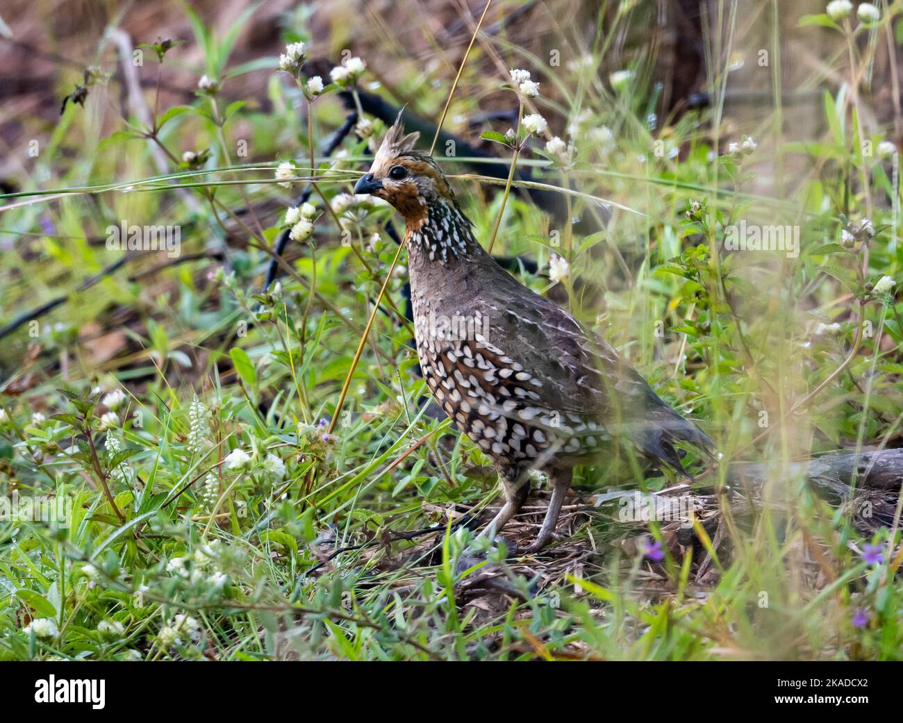 A Crested Bobwhite (Colinus cristatus) in the grass. Roraima State ...