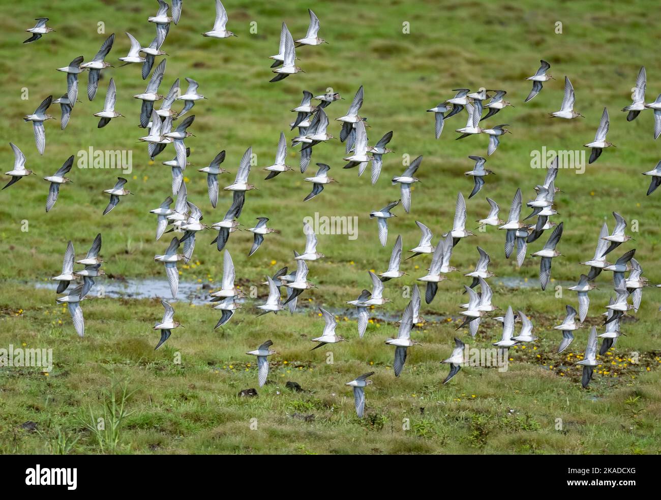 A flock Pectoral Sandpipers (Calidris melanotos) flying over grass ...