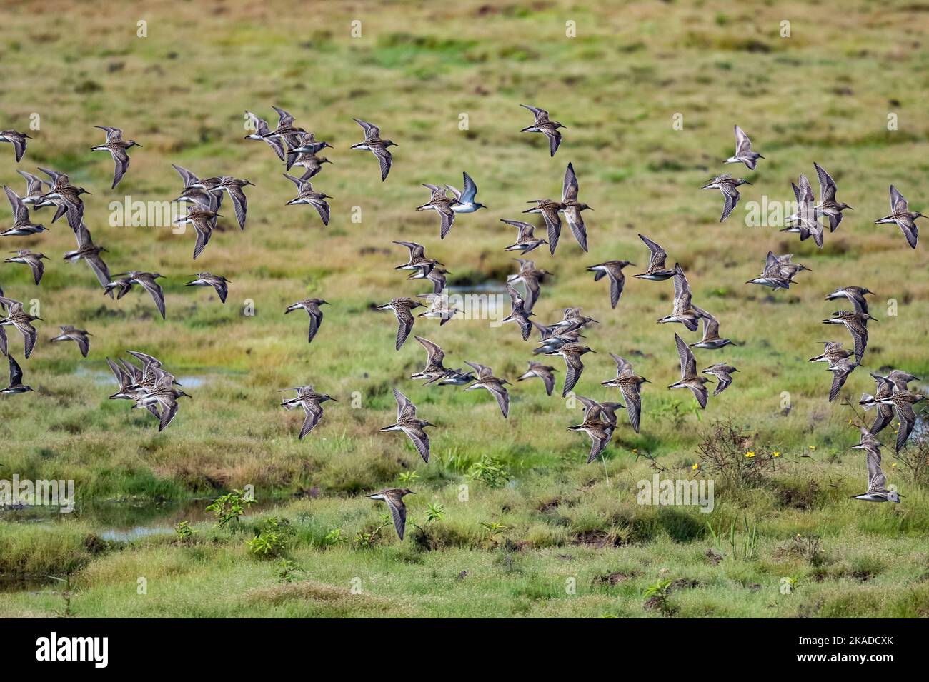 Flying birds grass field hi-res stock photography and images - Alamy