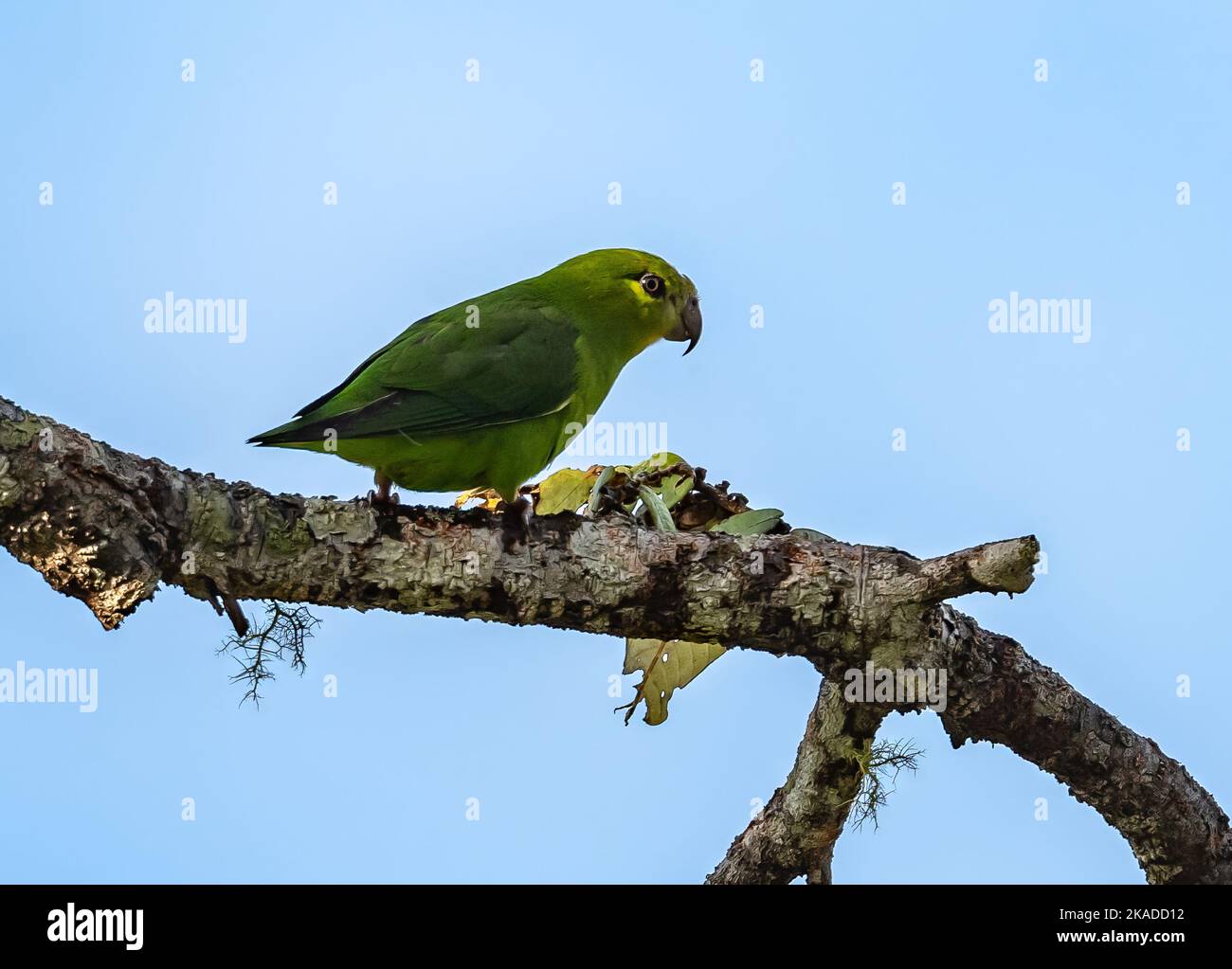 Tepui parrotlet hi-res stock photography and images - Alamy