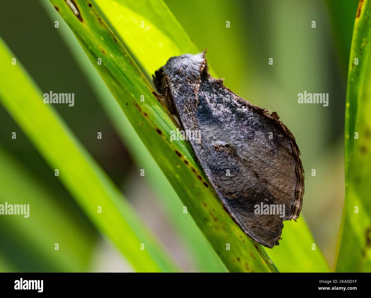 Moth brazil hi-res stock photography and images - Alamy
