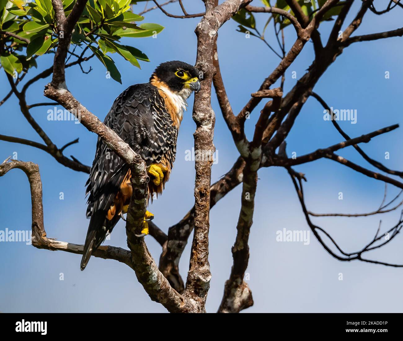 An Orange-breasted Falcon (Falco deiroleucus) perched on a tree ...