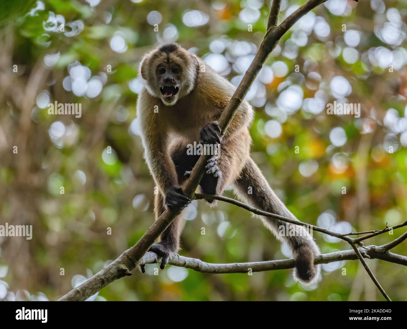 A Weeper Capuchin monkey (Cebus olivaceus) with threatening post on a ...