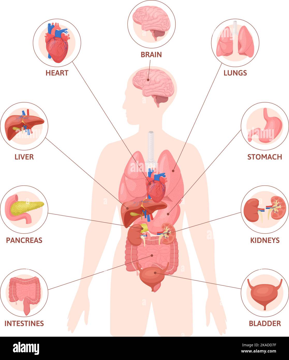 Human organs flat infographics with silhouette of body with colored internal organs circle icons ...