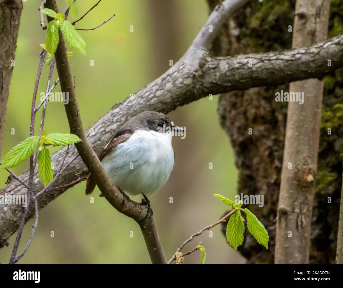 A closeup of a cute European pied flycatcher (ficedula hypoleuca) on a ...