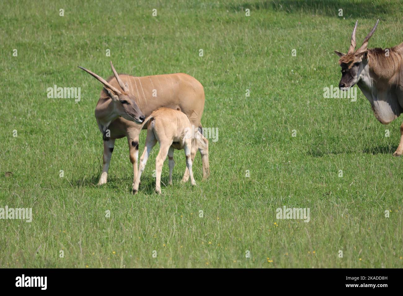 A family of antelopes grazing on a green field Stock Photo - Alamy