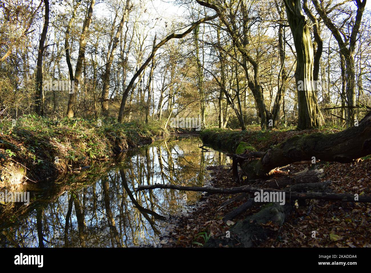 Trees arching hi-res stock photography and images - Alamy