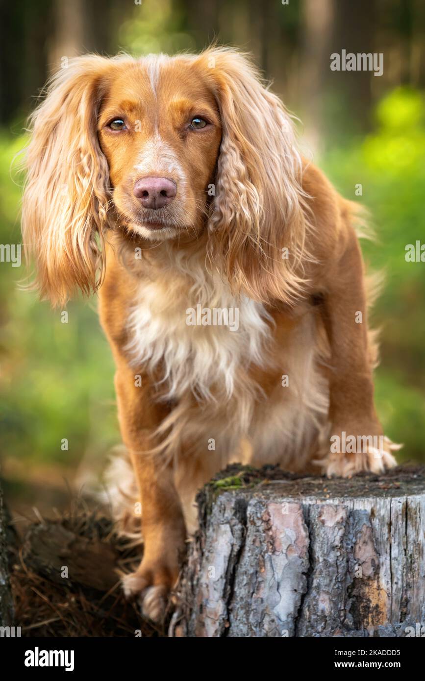 Golden tan and white working cocker spaniel portrait up close in a ...