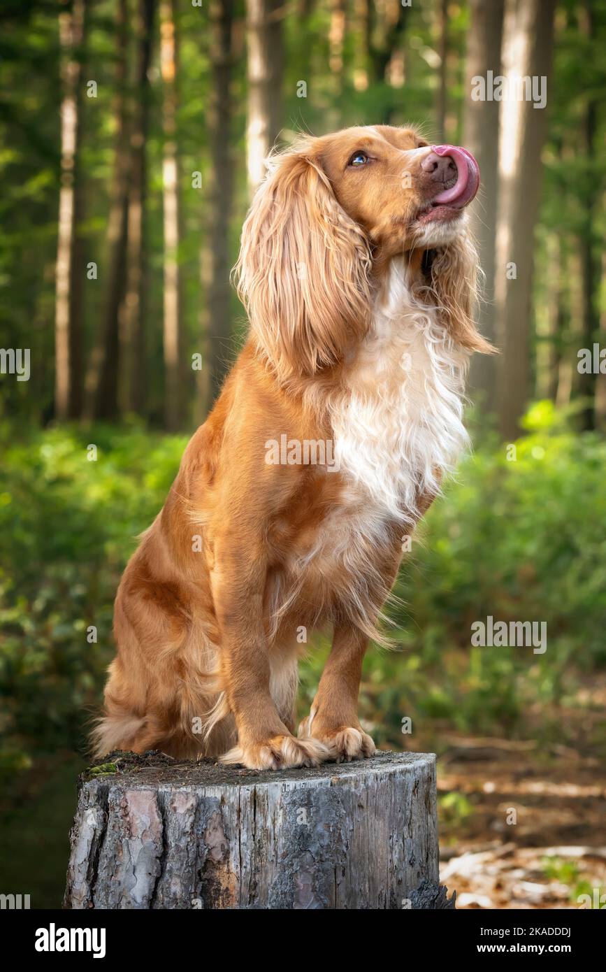 Golden tan and white working cocker spaniel portrait up close in a ...