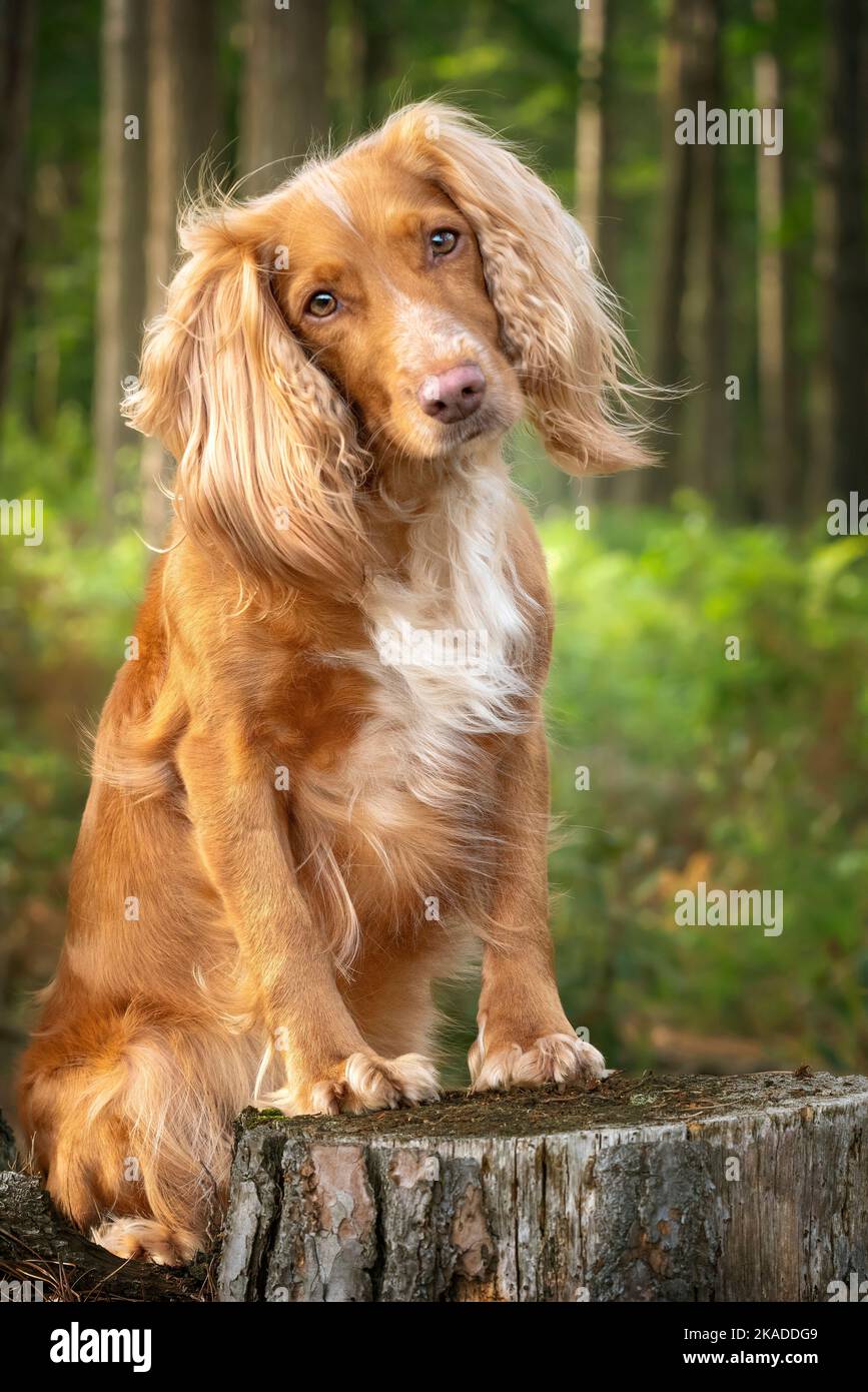 Golden tan and white working cocker spaniel portrait up close in a ...
