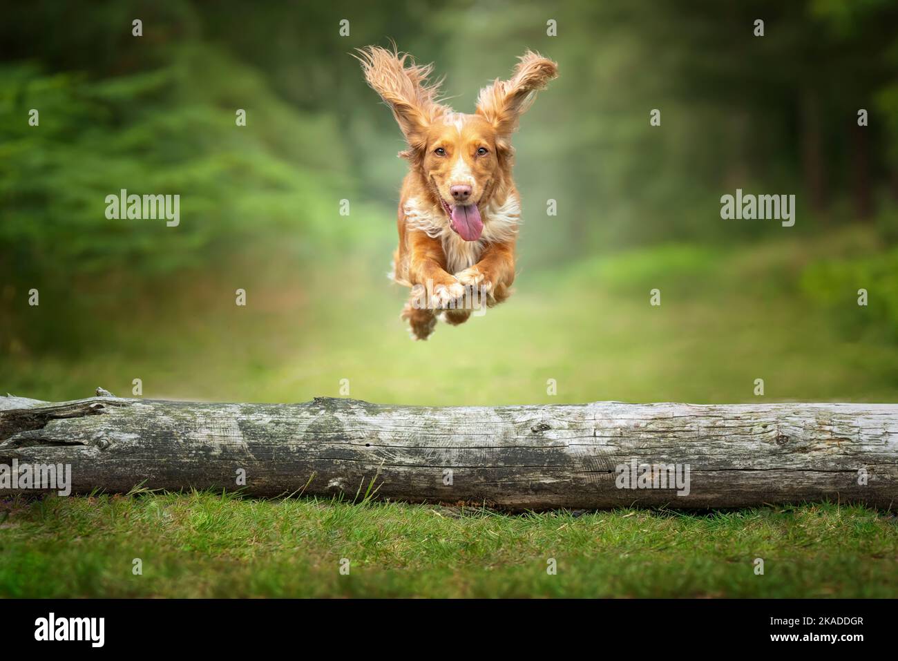 Golden tan and white working cocker spaniel jumping over a fallen tree ...